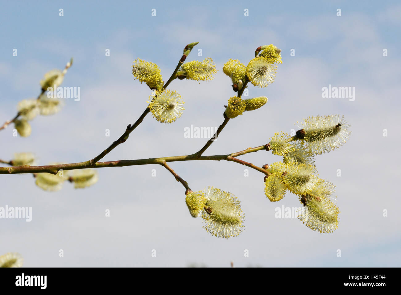 Blooming salix hi-res stock photography and images - Alamy