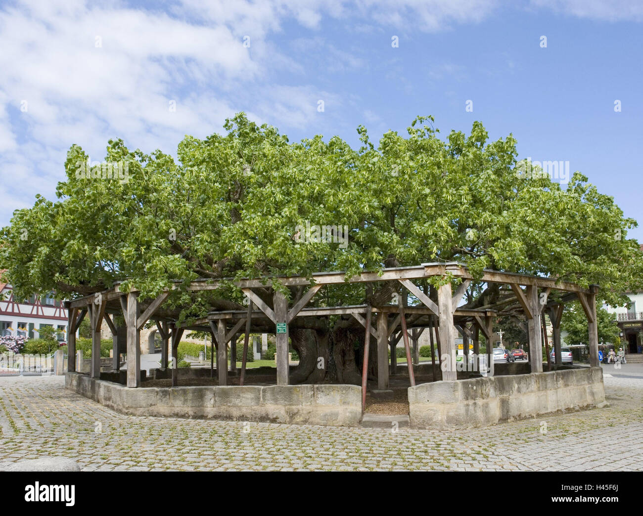 Germany, Bavaria, Effeltrich, dance lime-tree, summer lime-tree, Tilia ...