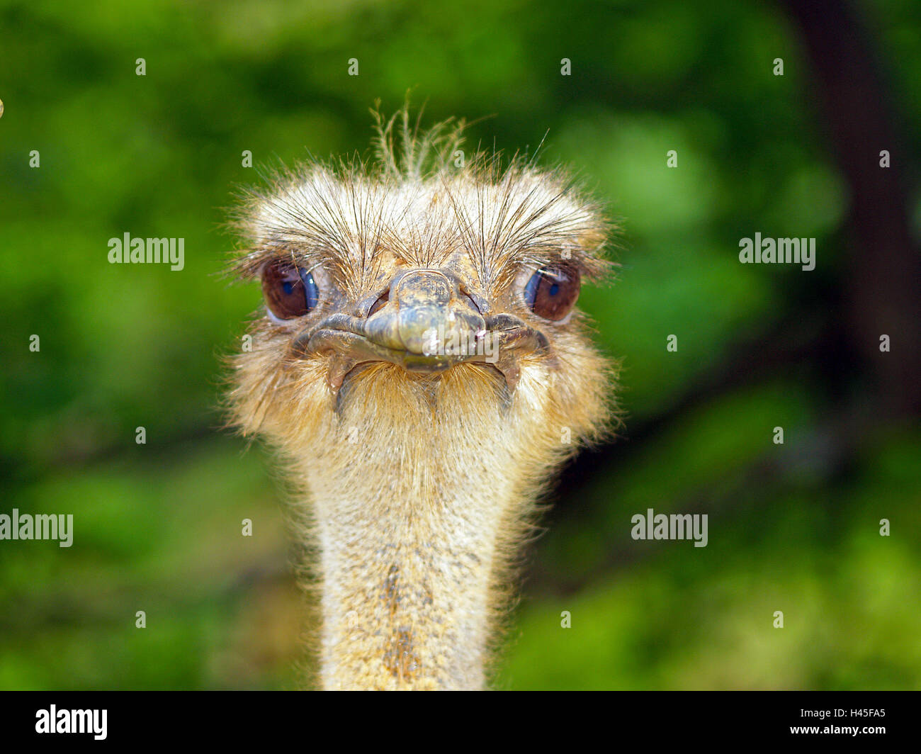 Portrait of an ostrich Stock Photo - Alamy