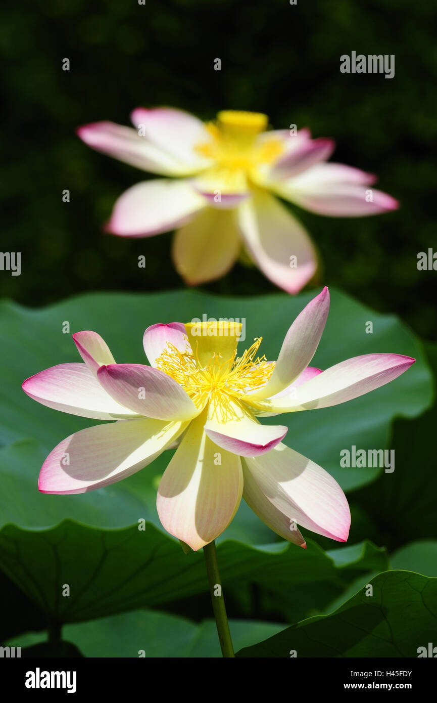 Indian lotus, Nelumbo nucifera Stock Photo - Alamy