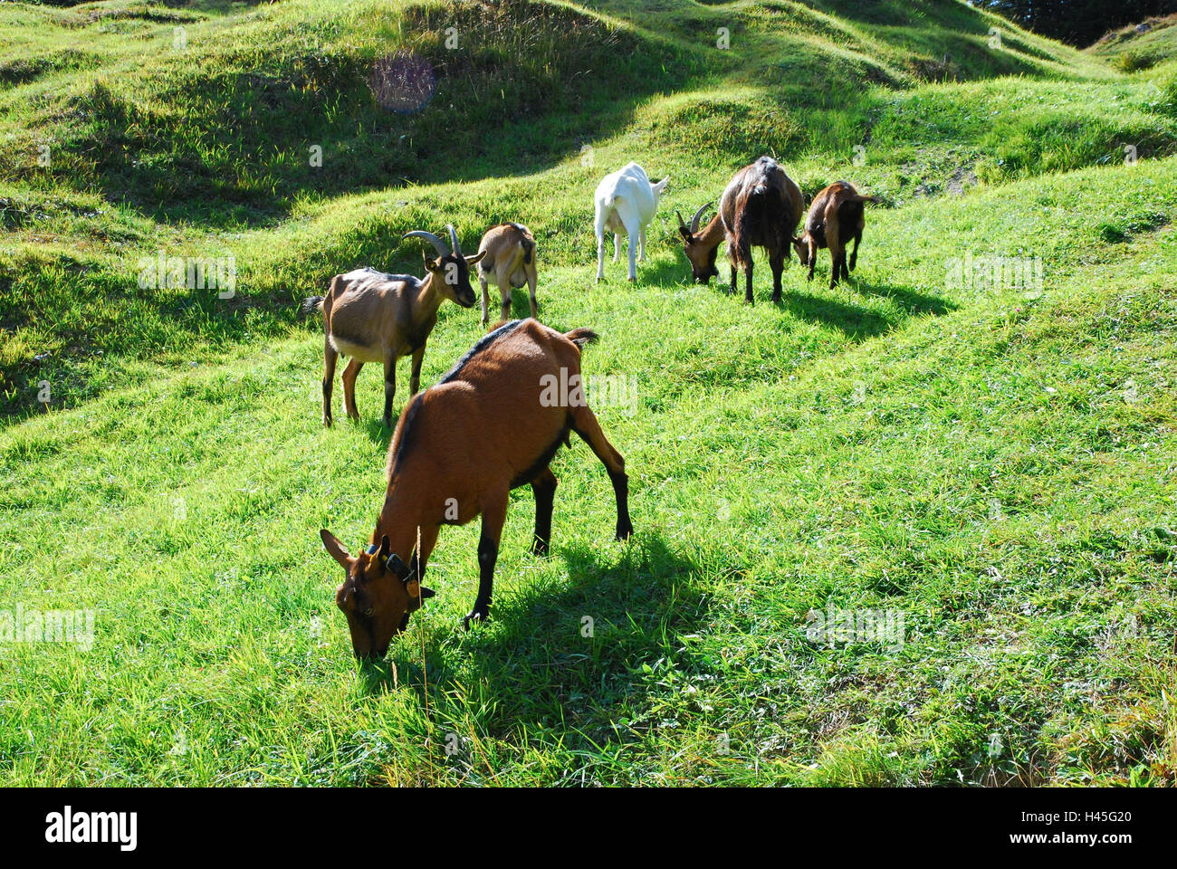 Mountain pasture, goats Stock Photo - Alamy