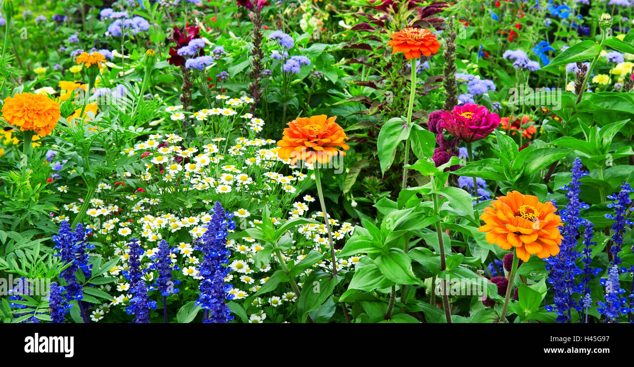 beautiful background of bright garden flowers Stock Photo - Alamy