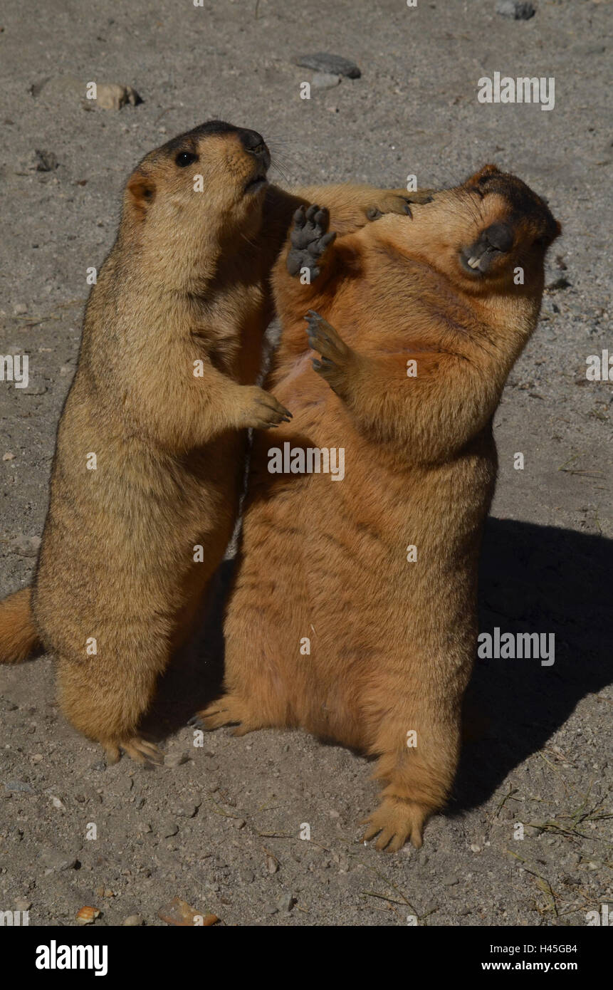 Marmot's way hi-res stock photography and images - Alamy