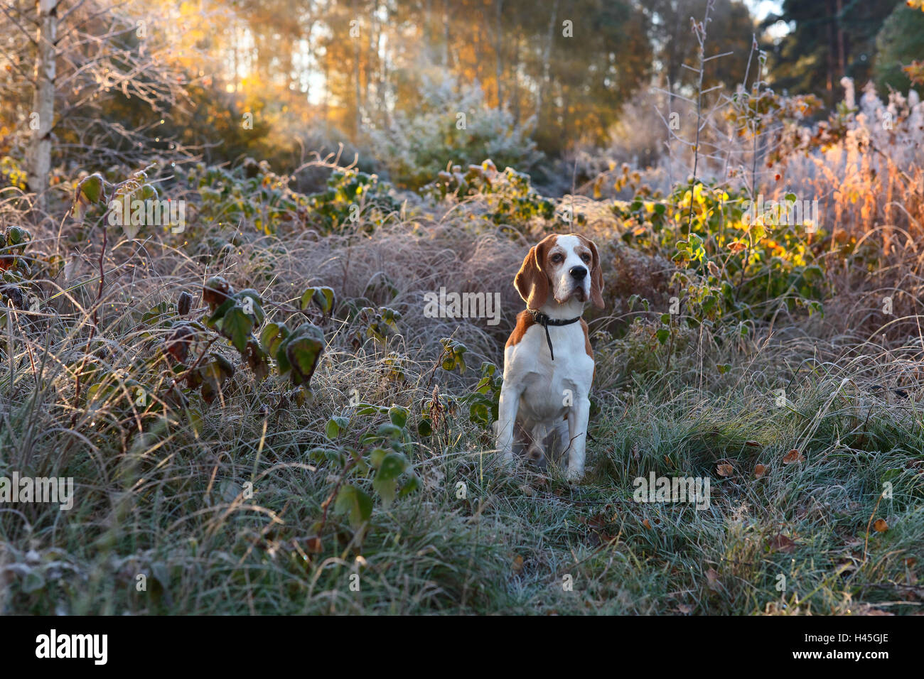 The Beagle in the early morning walks in autumn forest Stock Photo - Alamy
