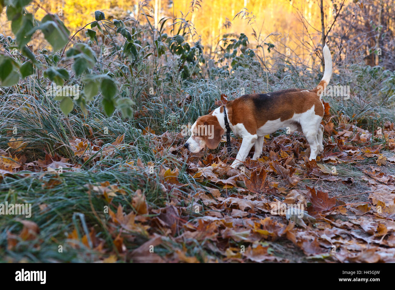 The Beagle in the early morning walks in autumn forest Stock Photo - Alamy