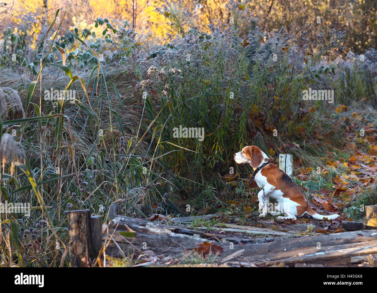 The Beagle in the early morning walks in autumn forest Stock Photo - Alamy
