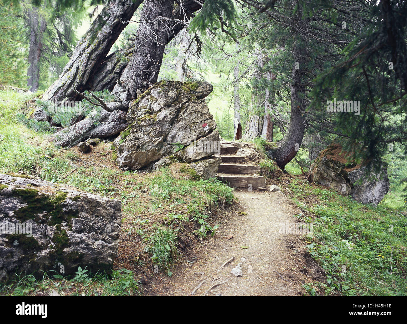 Alps walk footpath trees hi-res stock photography and images - Alamy