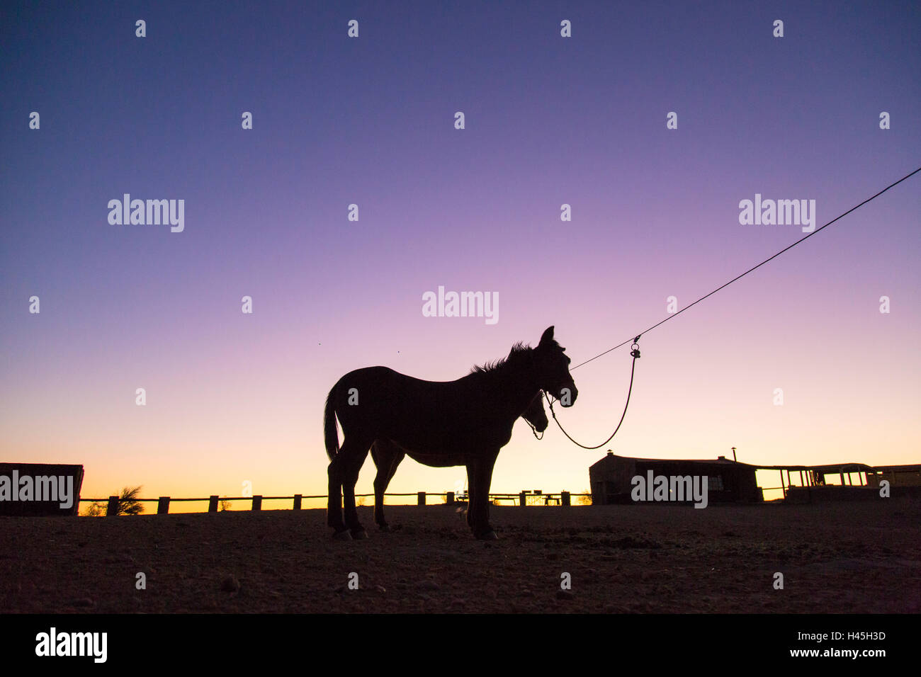 Silhouette of two mules tethered to a line with the outline of a wooden ...