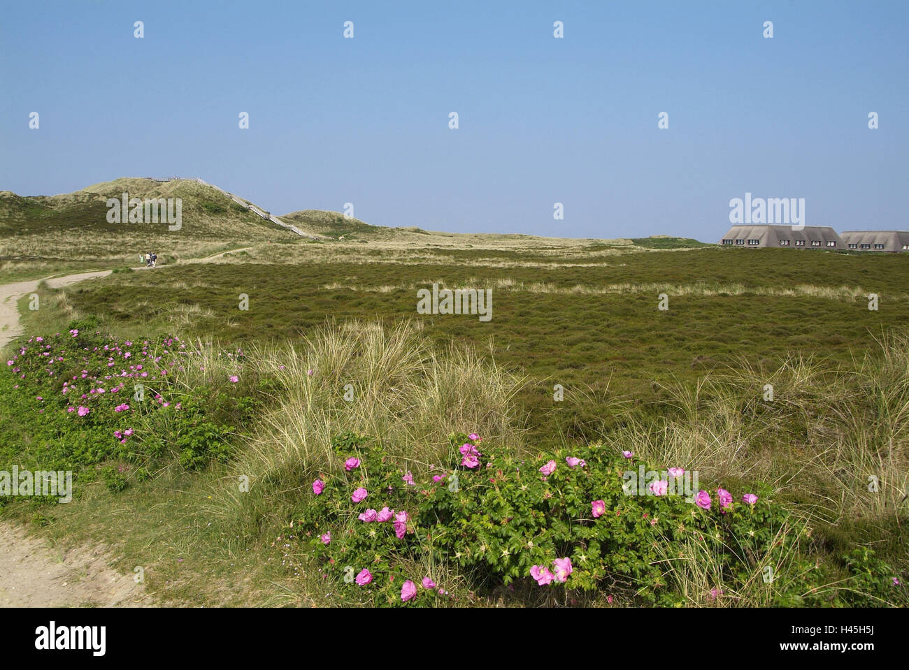 Germany, Schleswig-Holstein, island Sylt, dune landscape, path, Uwe ...