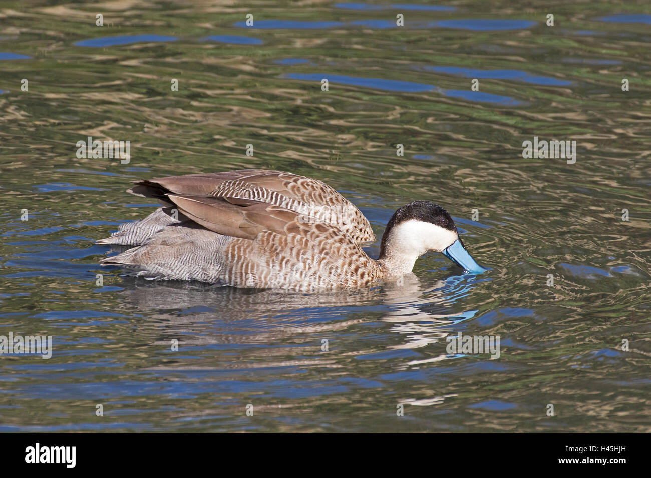 Puna teal anas puna hi-res stock photography and images - Alamy