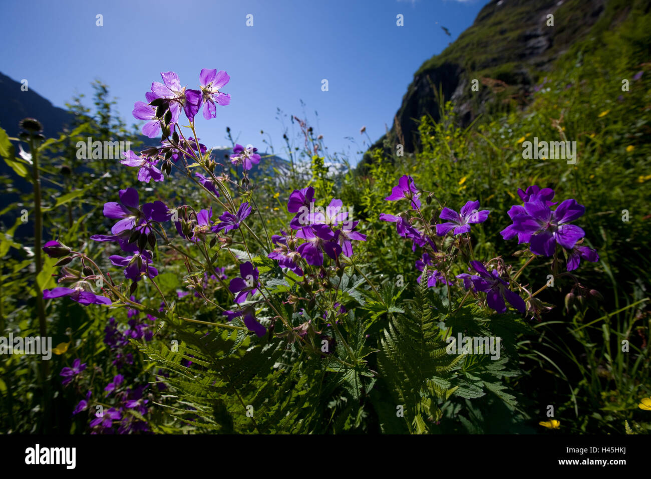 Norway, Sogn og Fjordane, Naeröy fjord, vegetation, flowers, stork beak ...