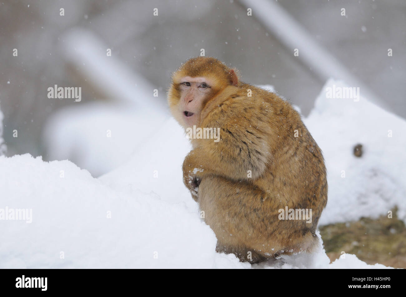 Proboscis monkey foot hi-res stock photography and images - Alamy