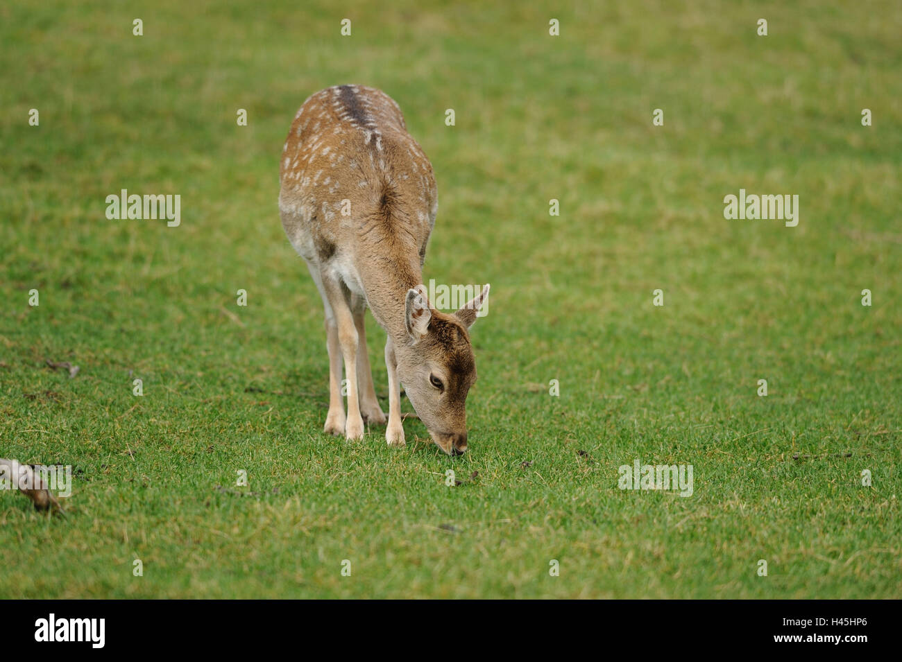 Buck head hi-res stock photography and images - Alamy