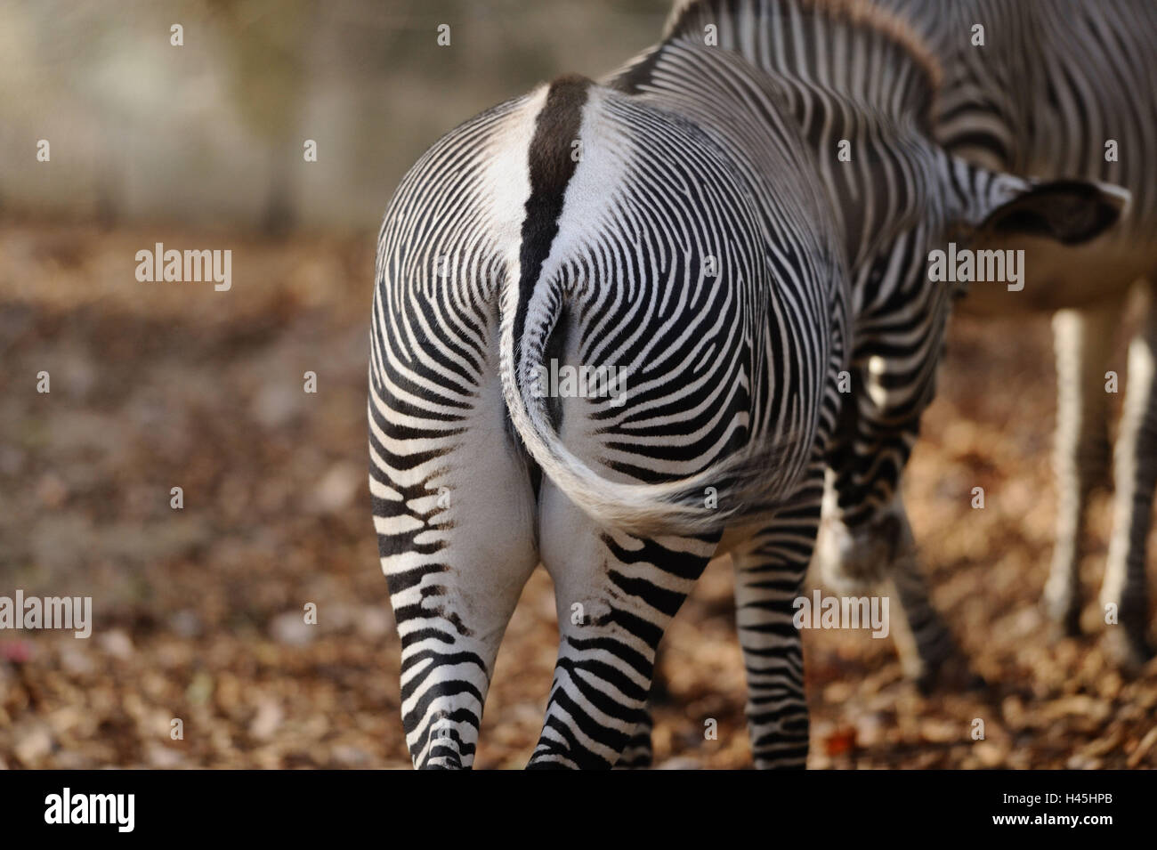 Equus zebra back hi-res stock photography and images - Alamy