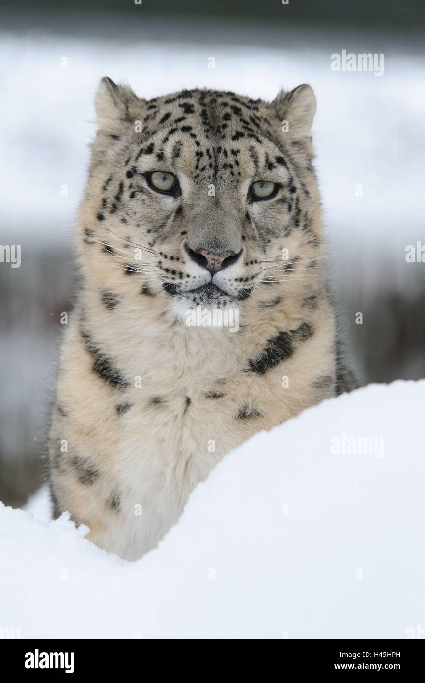 Snow leopard, Uncia uncia, front view, sitting, looking at camera Stock ...