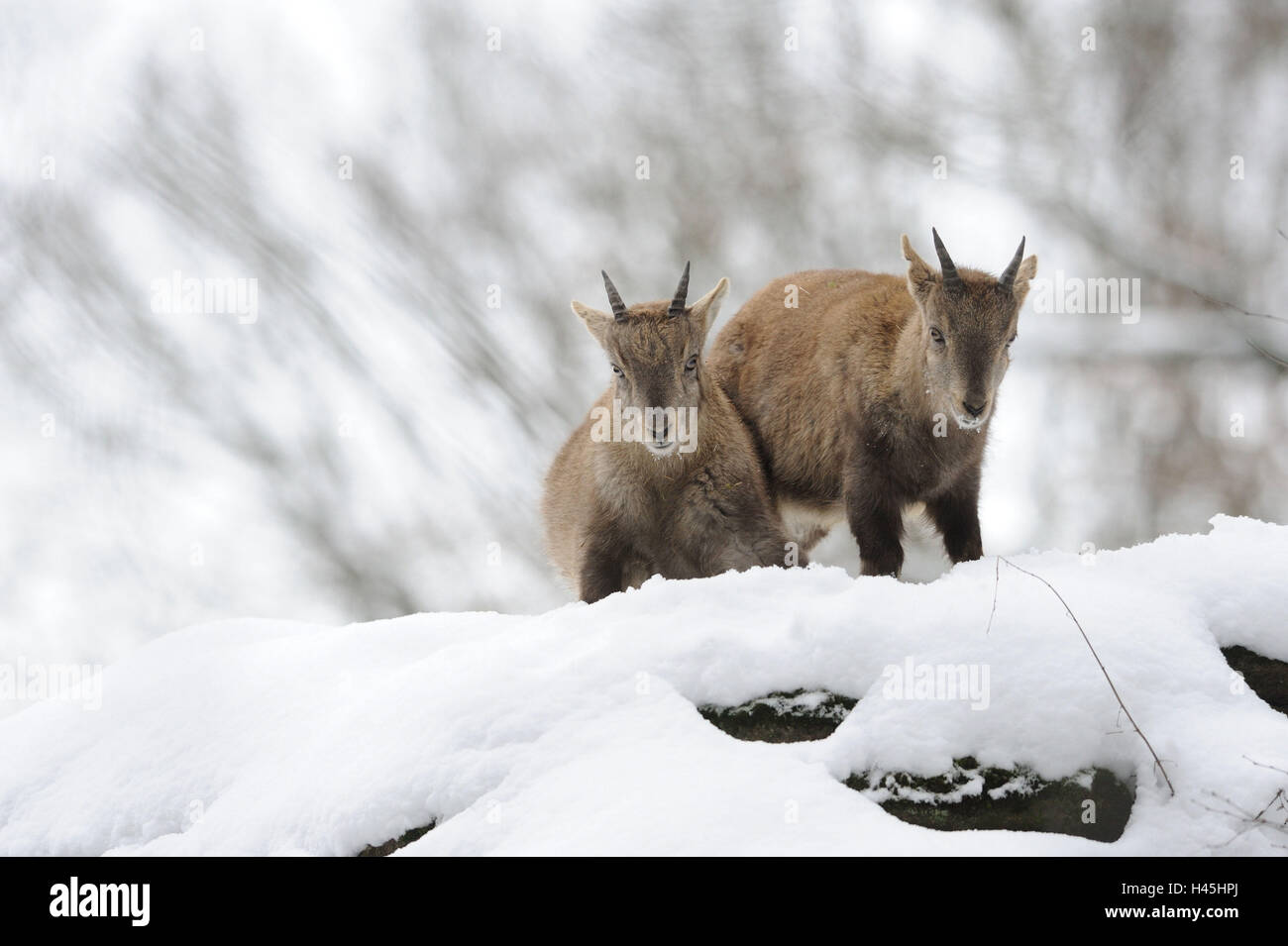 Alpine ibexes, Capra ibex, young animals, front view, standing, looking ...