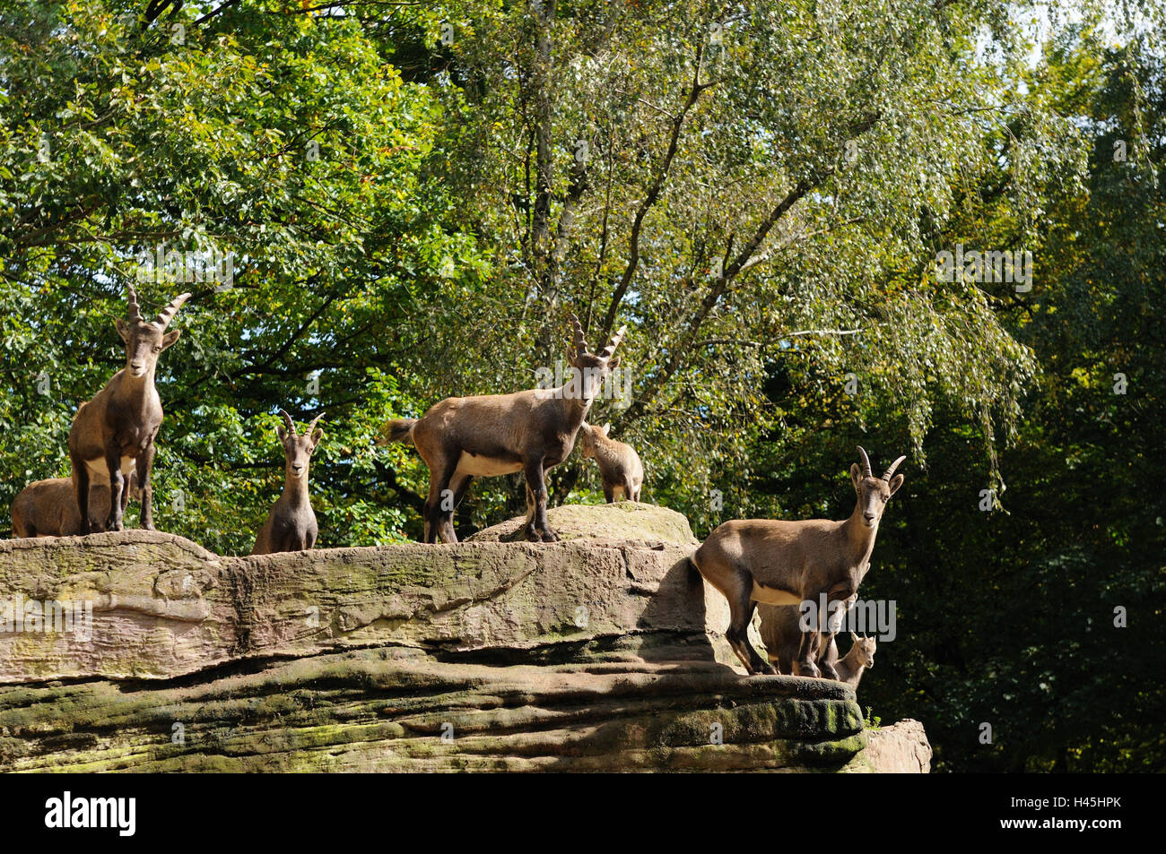 Alp ibexes, Capra ibex, side view, stand, rocks, scenery Stock Photo ...