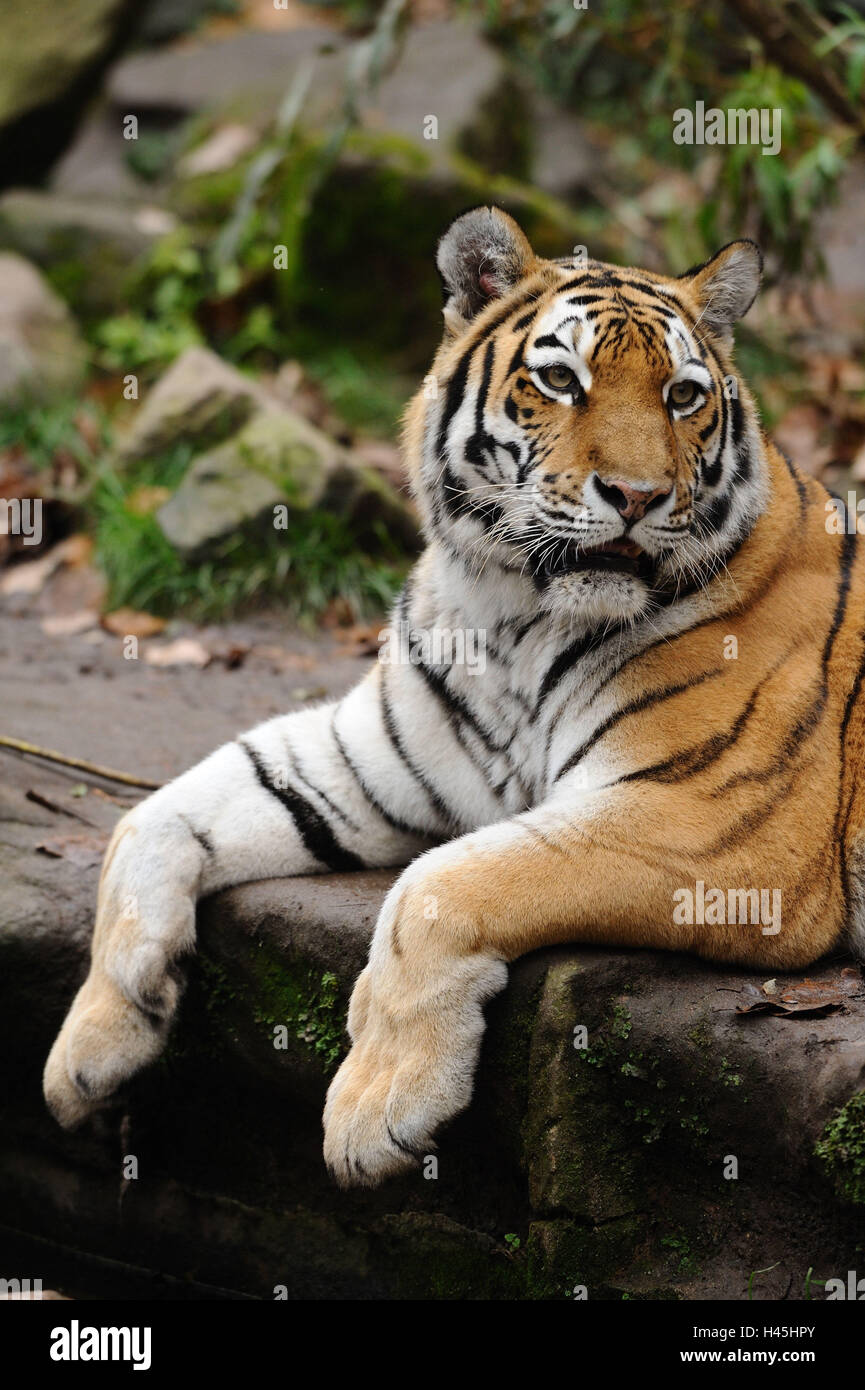 Siberian tiger, Panthera tigris altaica, side view, lie, portrait Stock ...
