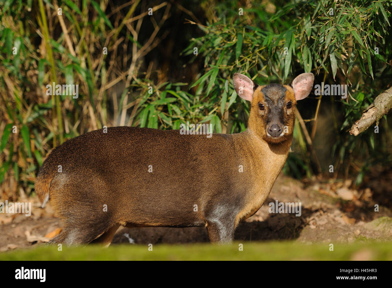 Muntjak hi-res stock photography and images - Alamy