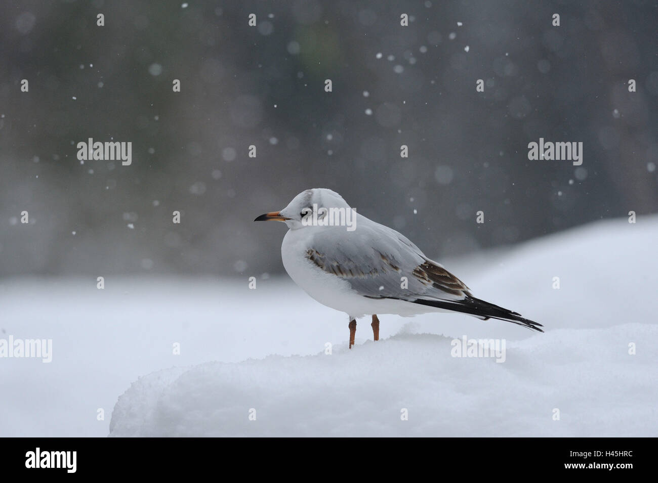 Black-headed gull, Larus ridibundus, side view, snow, winter Stock ...
