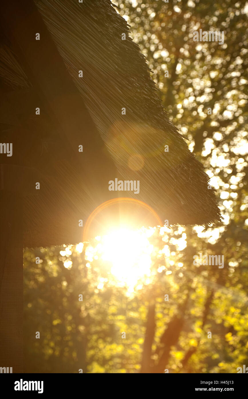 Thatched roof, back light, roof, sunlight, the sun, outside, summer ...