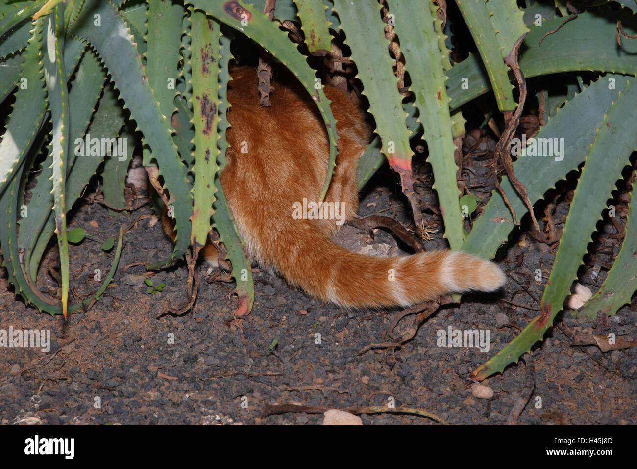 Tail cat hi-res stock photography and images - Alamy