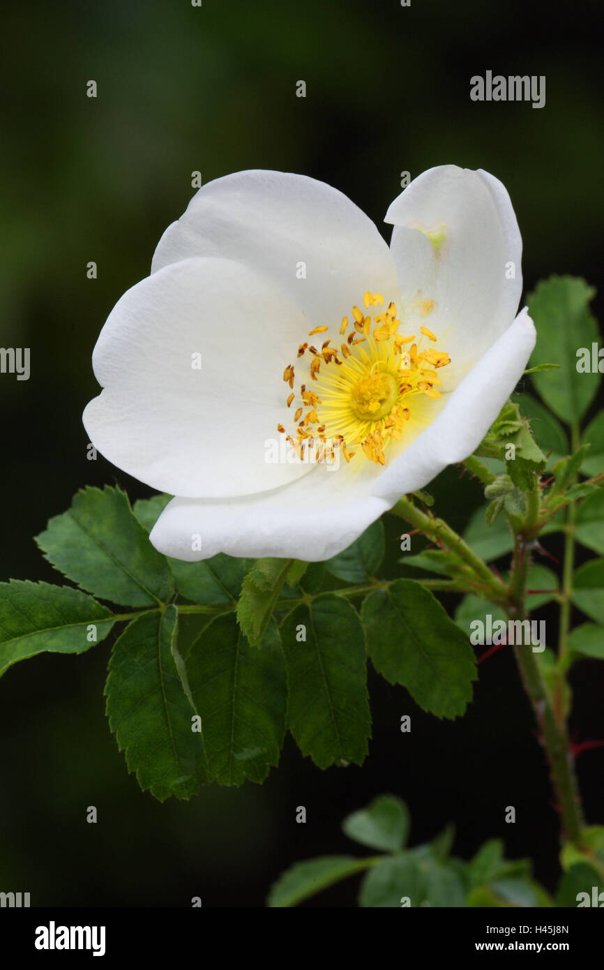 Dog rose, Rose canina Stock Photo - Alamy