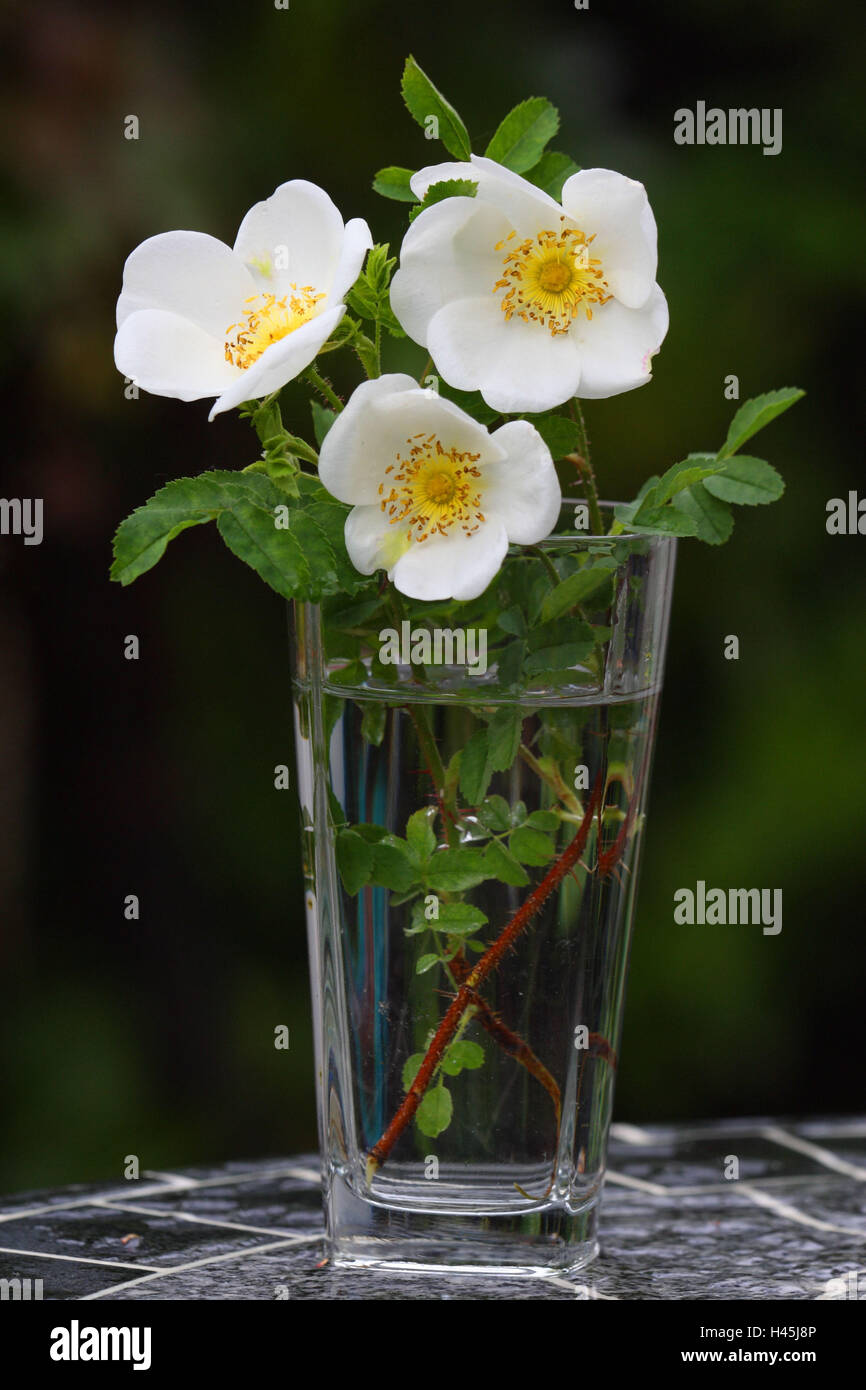Dog rose in of a vase, Rose canina Stock Photo - Alamy