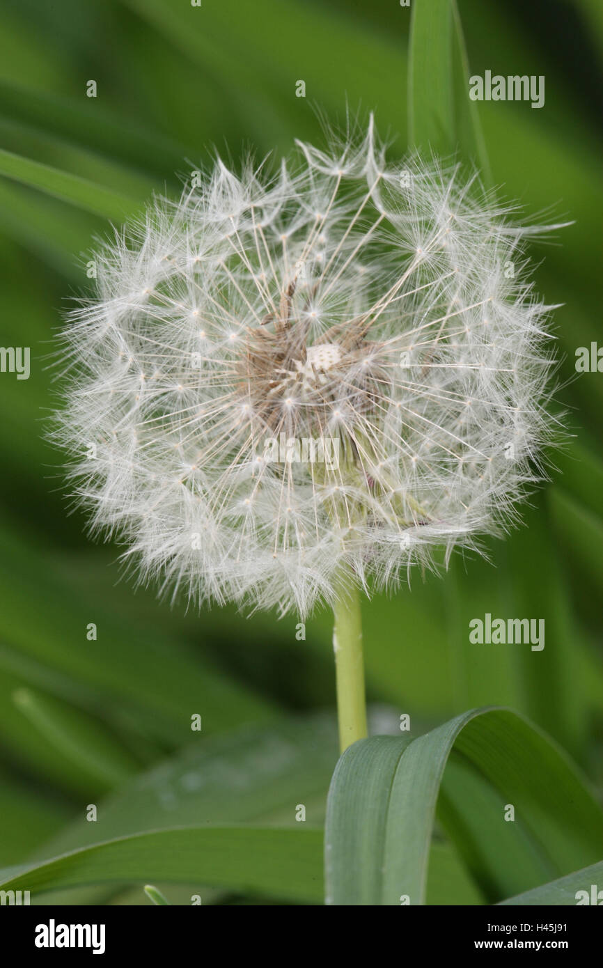 Meadow dandelion, infructescence, puff's flower, Taraxacum officinale ...