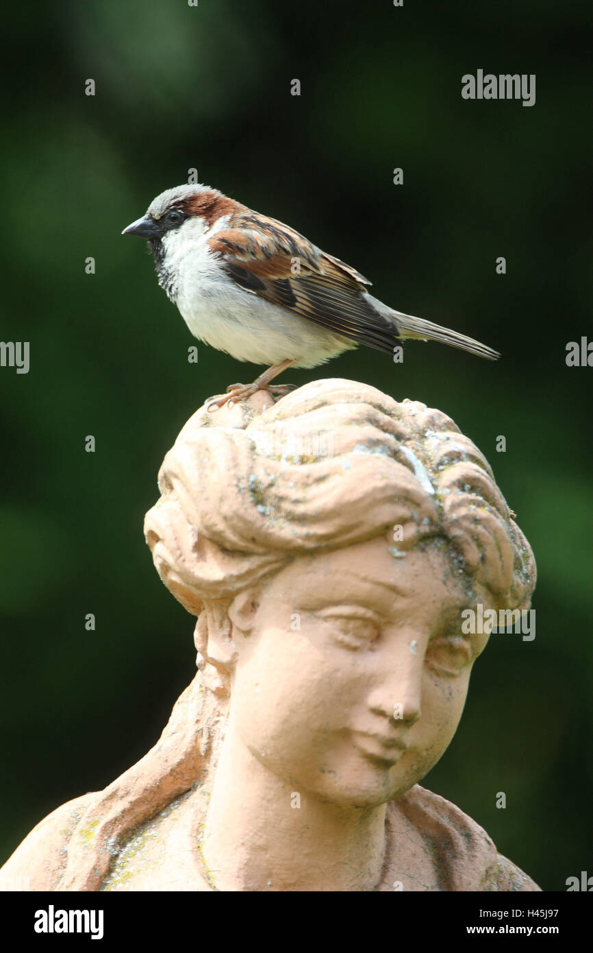 House sparrow on garden figure Stock Photo - Alamy