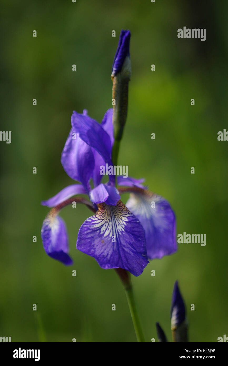 Siberian iris iris sibirica hi-res stock photography and images - Alamy