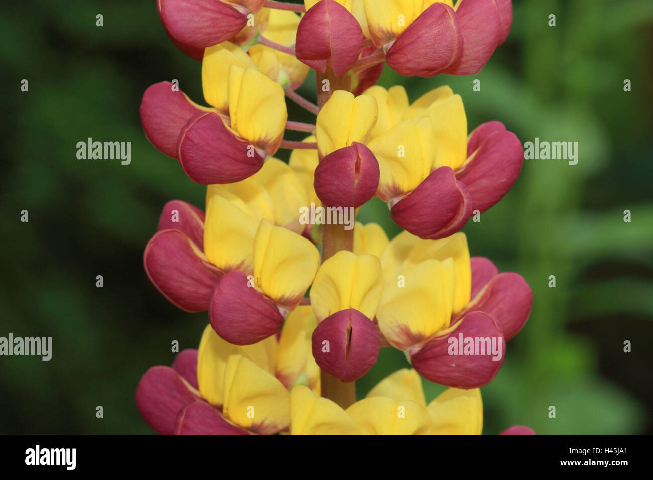 Bichrome flower hi-res stock photography and images - Alamy