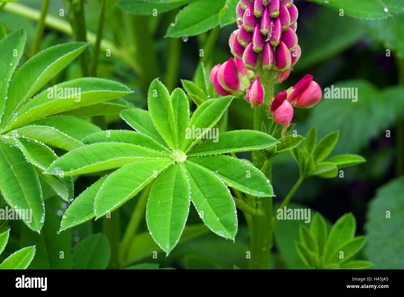 Nootka lupin lupinus nootkatensis hi-res stock photography and images ...