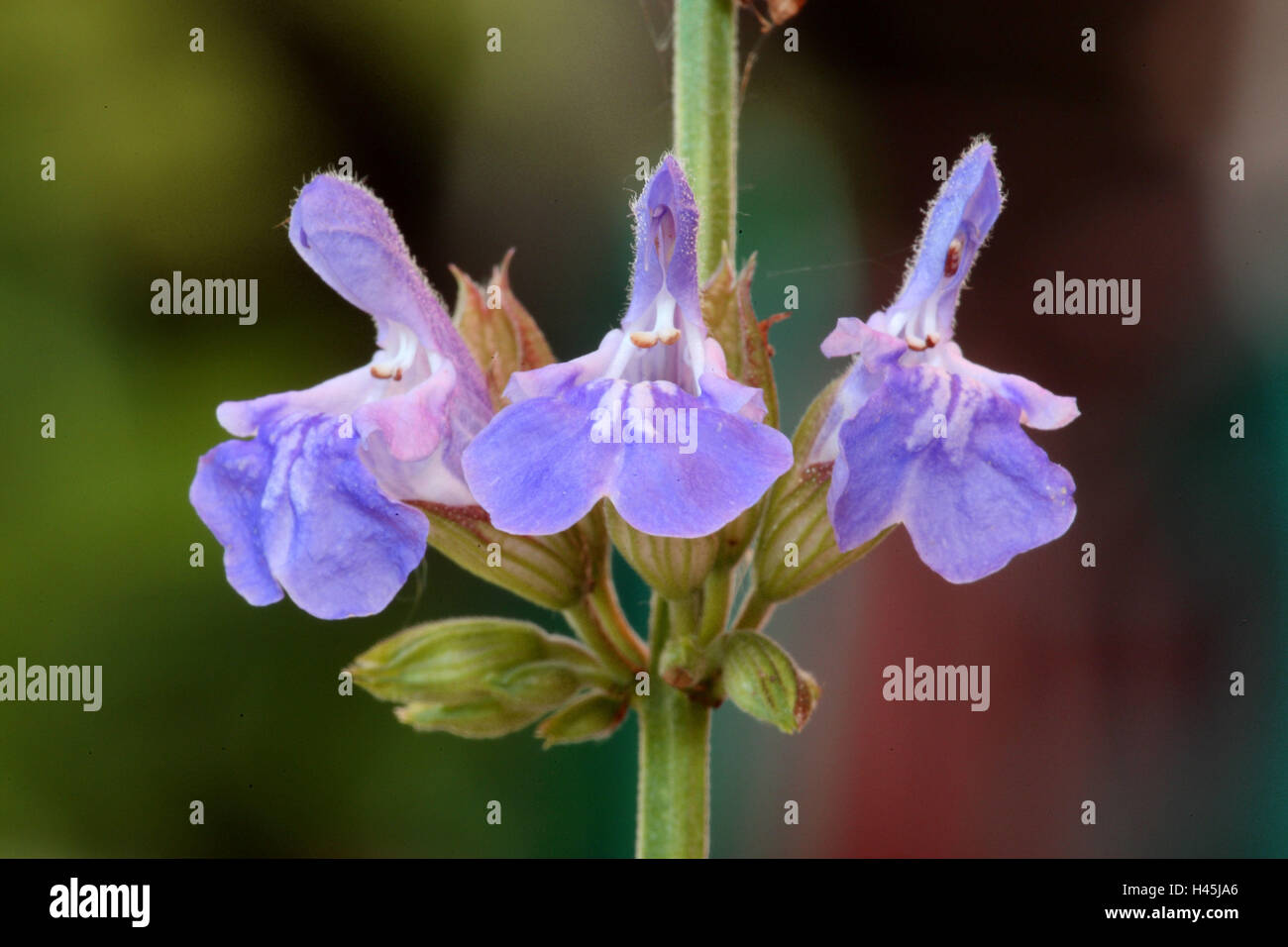 Real sage, Salvia officinalis Stock Photo - Alamy