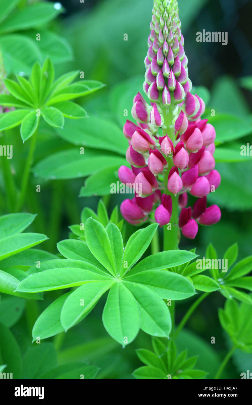 Nootka Lupin Lupinus Nootkatensis High Resolution Stock Photography and ...