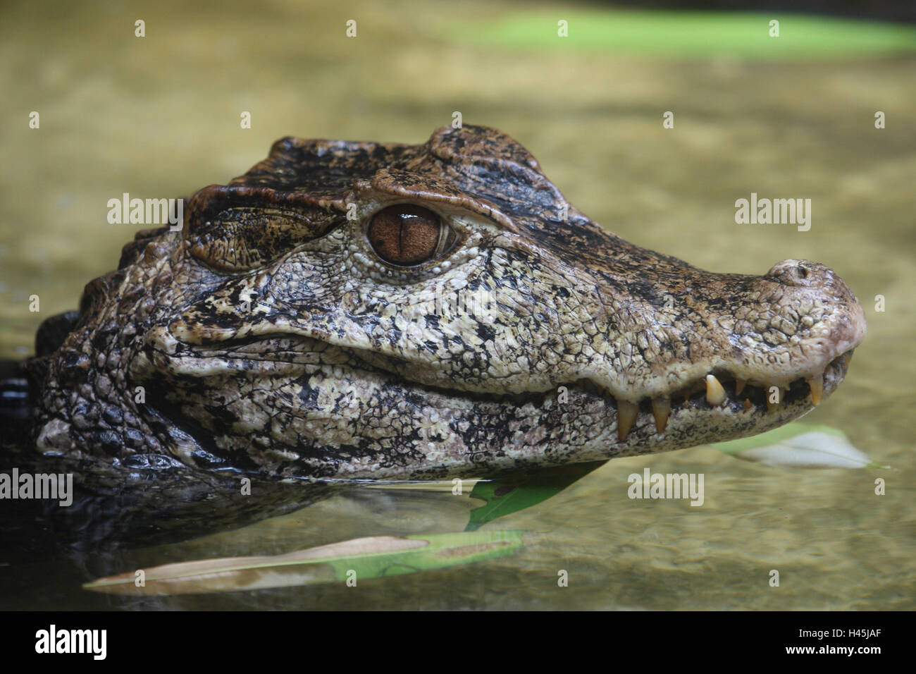 Paleosuchus palpebrosus hi-res stock photography and images - Alamy
