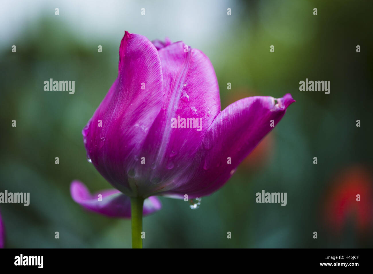 Violet-red tulip with raindrop Stock Photo - Alamy