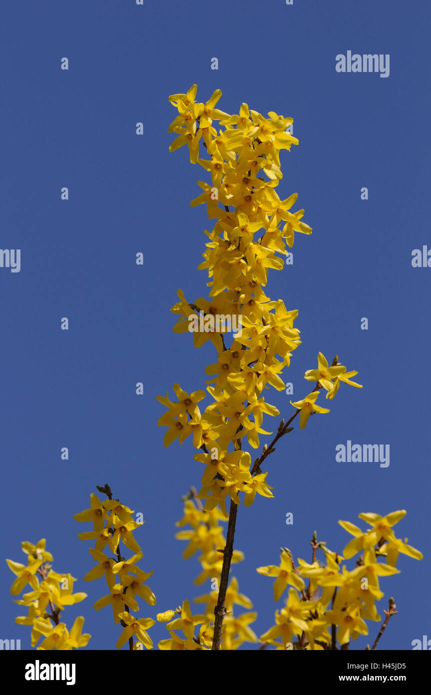 Forsythia, golden lilac, blossom, Germany Stock Photo - Alamy