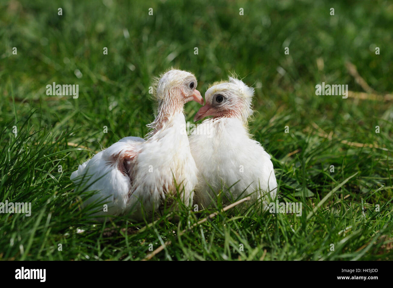 Homing pigeons hi-res stock photography and images - Alamy