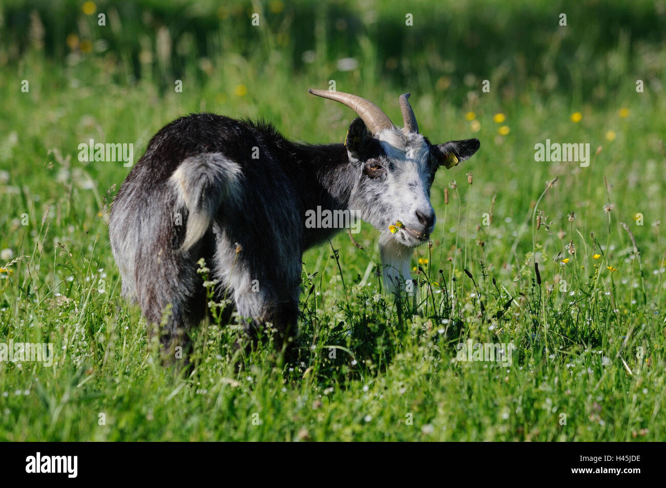 Goat in house hi-res stock photography and images - Alamy