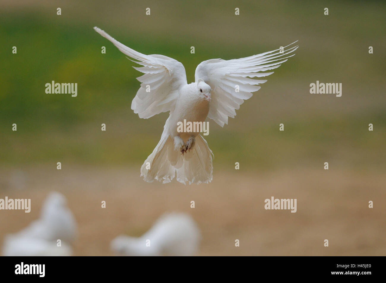 White pigeon, Columbidae, front view, flying, looking at camera, focus ...