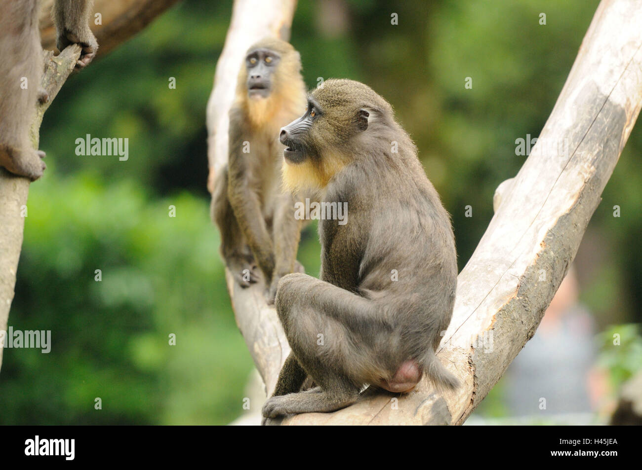 Mandrill, Mandrillus sphinx, side view, sitting, focus on the ...