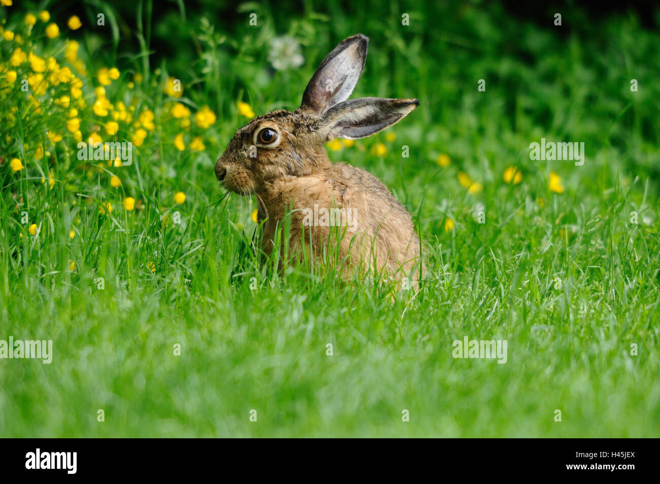 Field hare, Lepus europaeus, meadow, head-on, sit, view side view ...