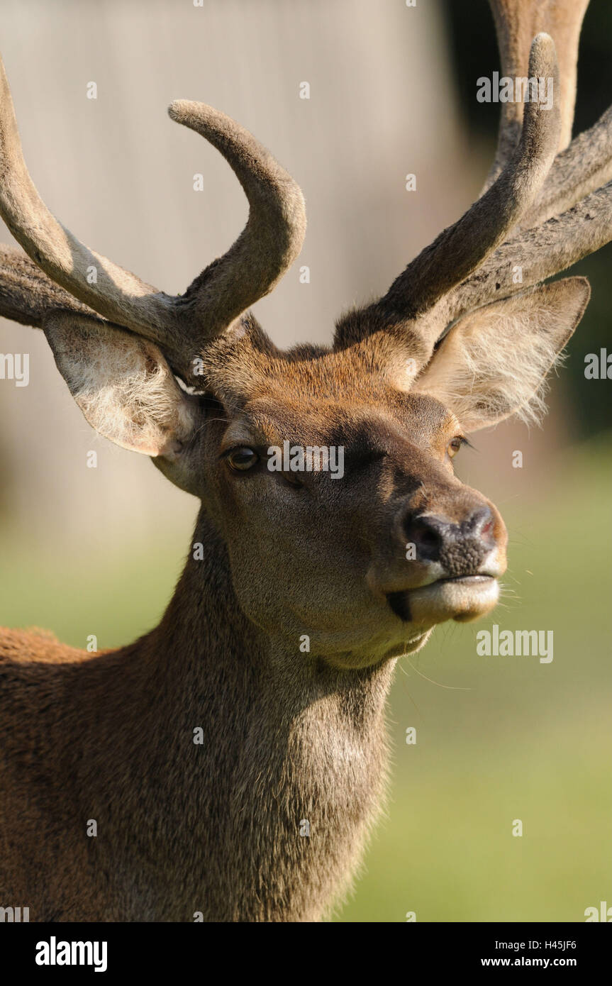 Red deer, Cervus elaphus, little men, portrait, head-on, view in the ...