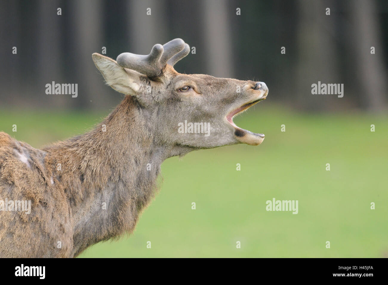 Red deer, Cervus elaphus, little men, half portrait, side view, yawn ...
