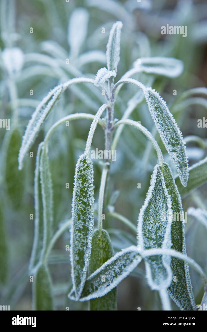 Sage plant with frost hi-res stock photography and images - Alamy