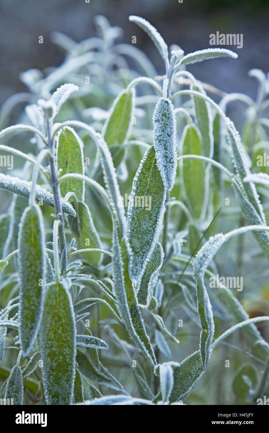 Sage plant with frost hi-res stock photography and images - Alamy