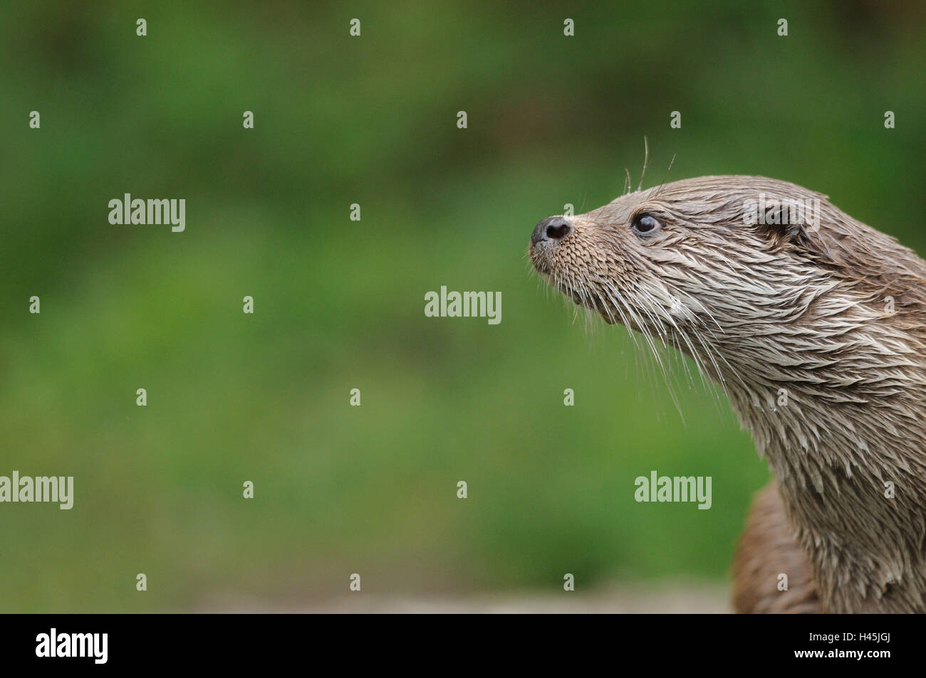 Eurasian otter, Lutra lutra, portrait, side view, focus on the ...
