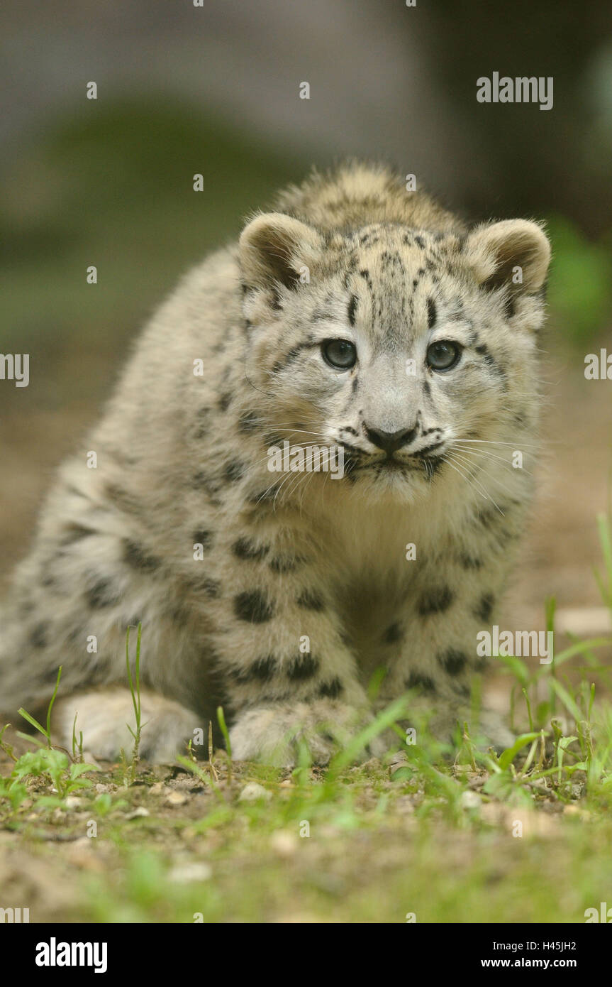 Snow leopard, Uncia uncia, young animal, head-on, sit, duck, view in ...