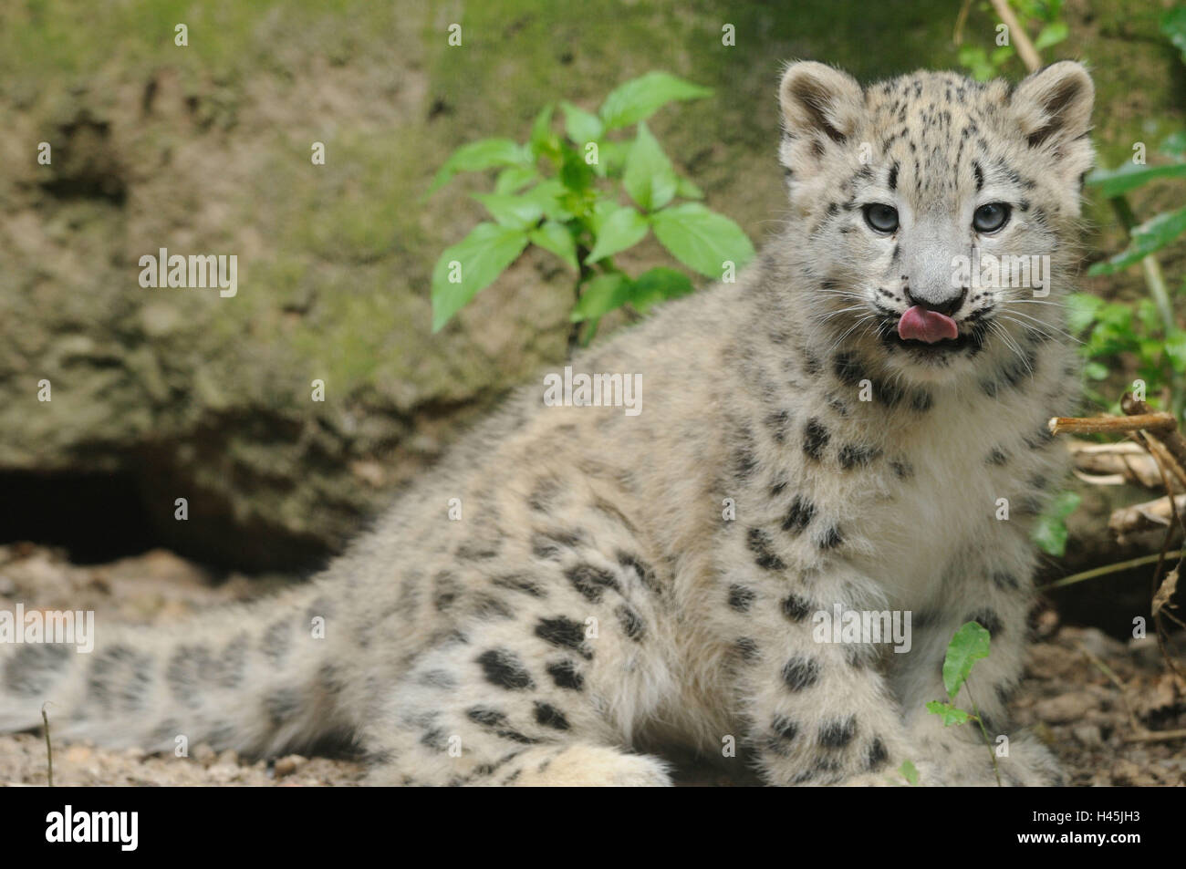 Snow leopard side view hi-res stock photography and images - Alamy